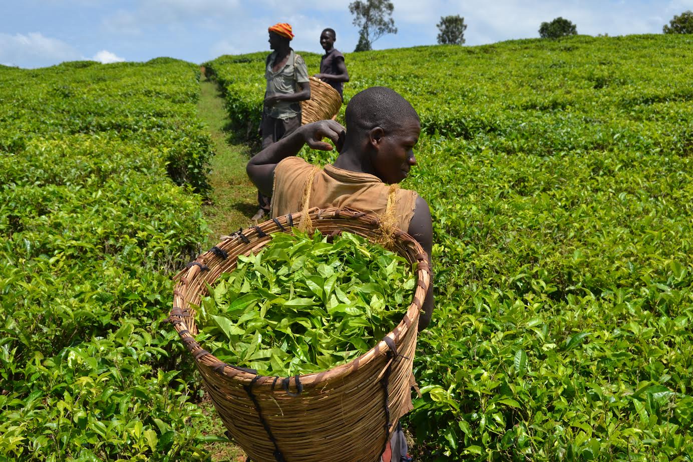 Gov't finalises plan to regulate tea industry