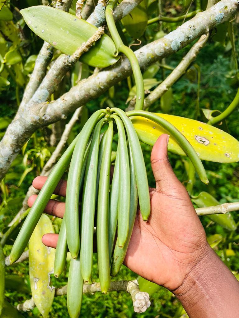 OPINION: Uganda's vanilla industry booms as a profitable export