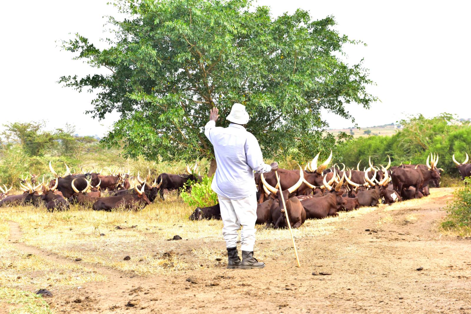 Thieves steal cows from Museveni’s farm as cattle thefts rise
